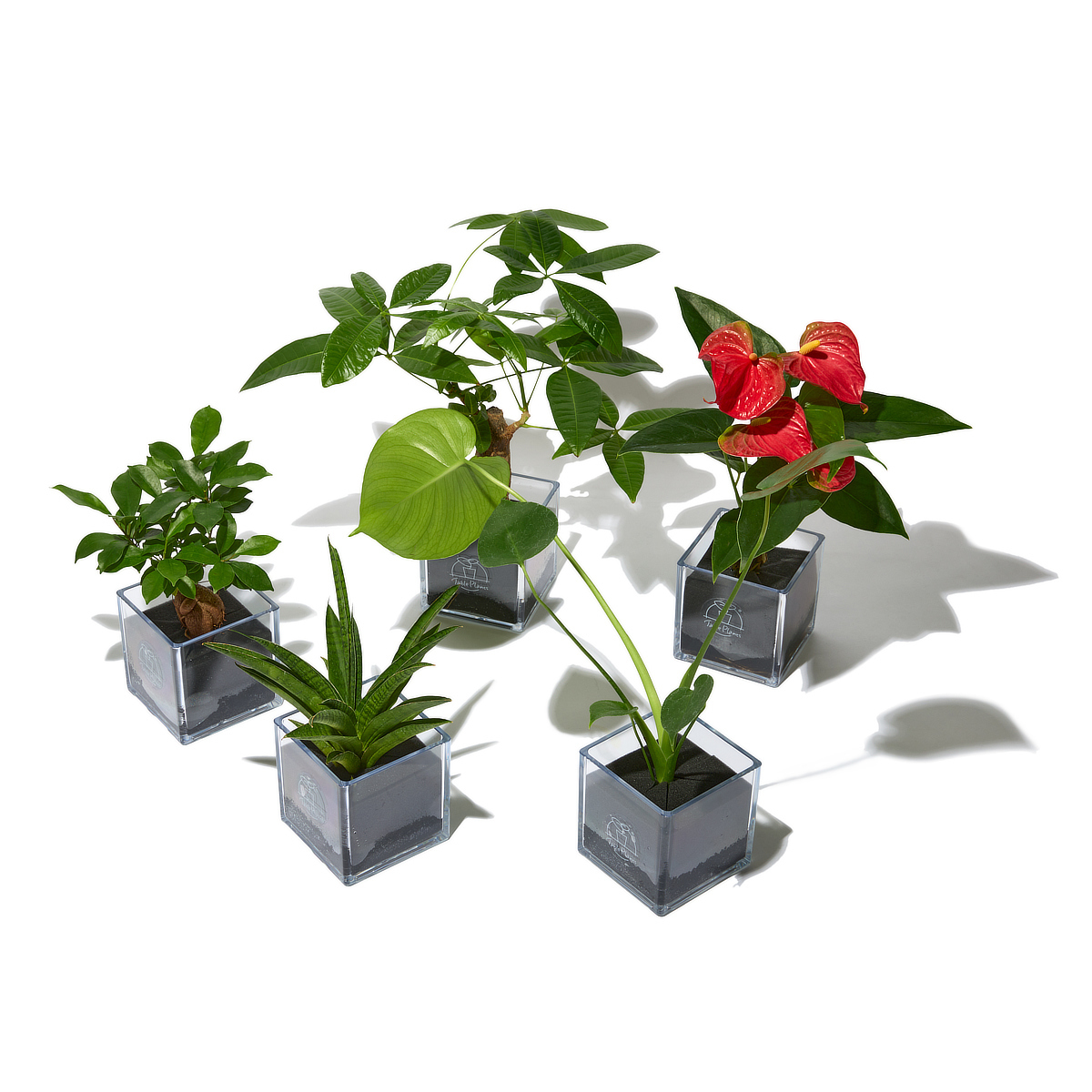 【送料無料】《テーブルプランツウォーター1本付》水のやり時一目瞭然、スポンジ育ちの「インテリアグリーン」｜Table Plants CUBE | MONOCO